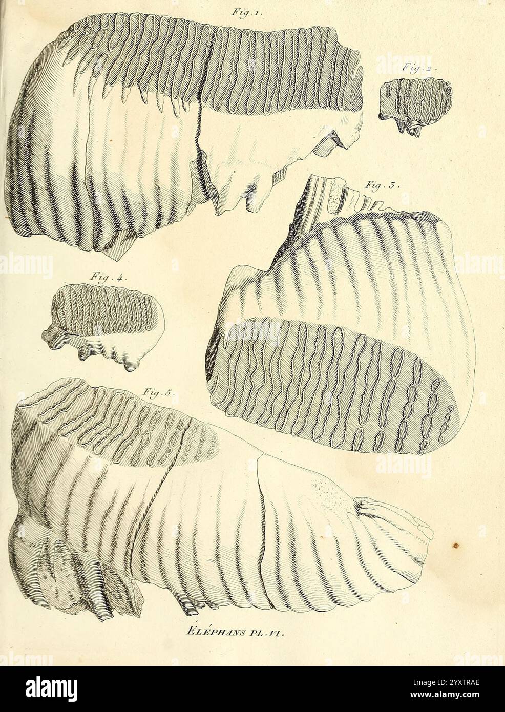 Studying conchology hi-res stock photography and images - Alamy