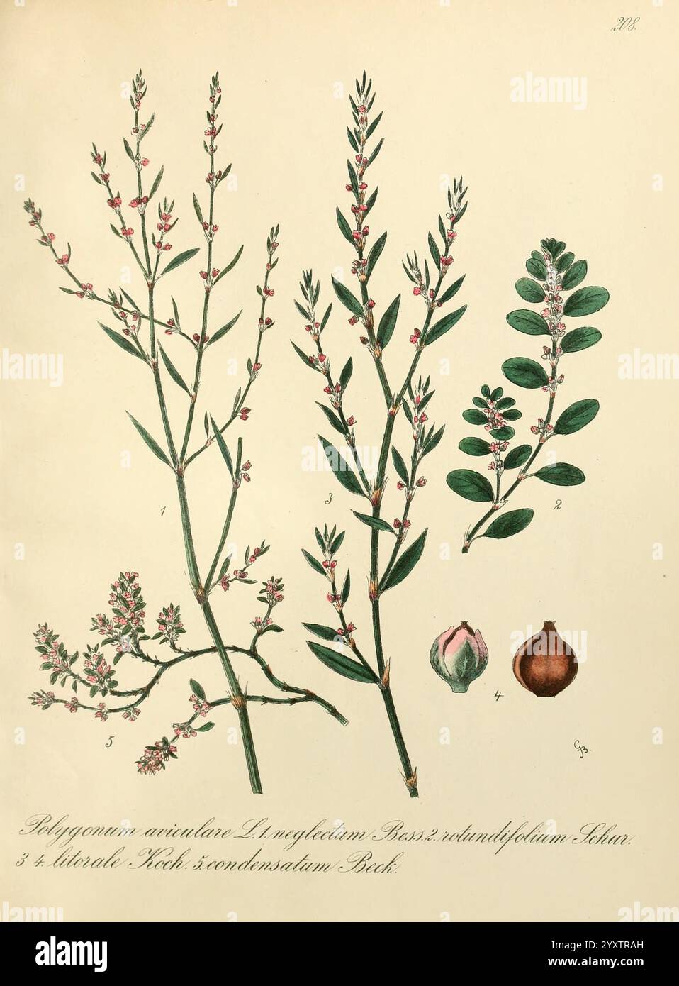 Distinctive flowering parts hi-res stock photography and images - Alamy