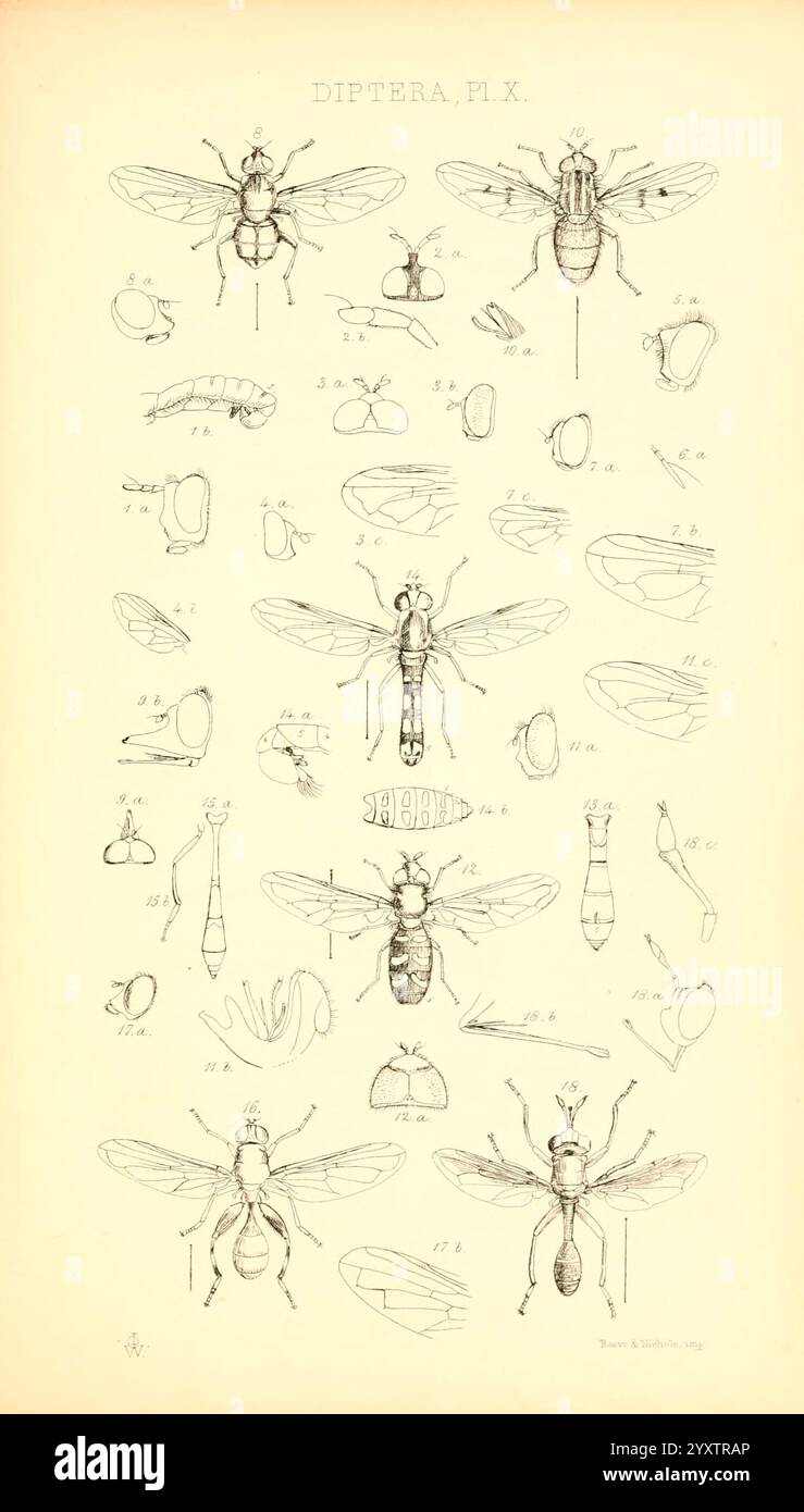 Insecta Britannica, Diptera London, Reeve and Benham, 1851-1856, Great ...