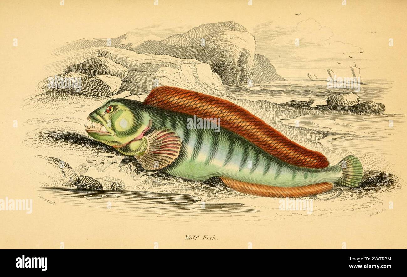 Jagged dorsal fins hi-res stock photography and images - Alamy