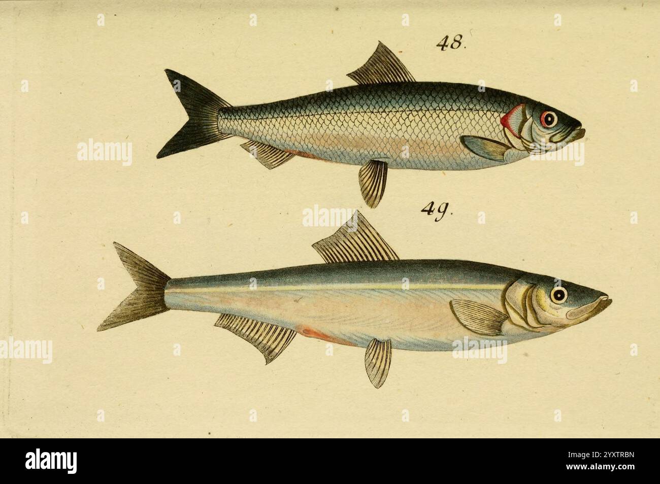 Abbildung und Beschreibung der Fische, Nürnberg, Samuel Winterschmidt ...