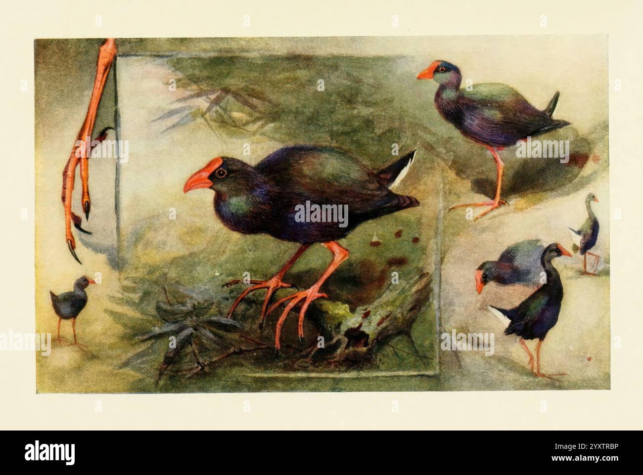 1909 birds egypt 598262 porphyrio madagascariensis hi-res stock ...