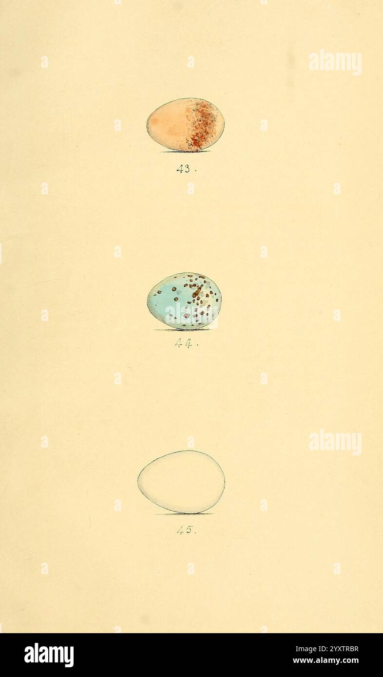 Middle egg displays hi-res stock photography and images - Alamy