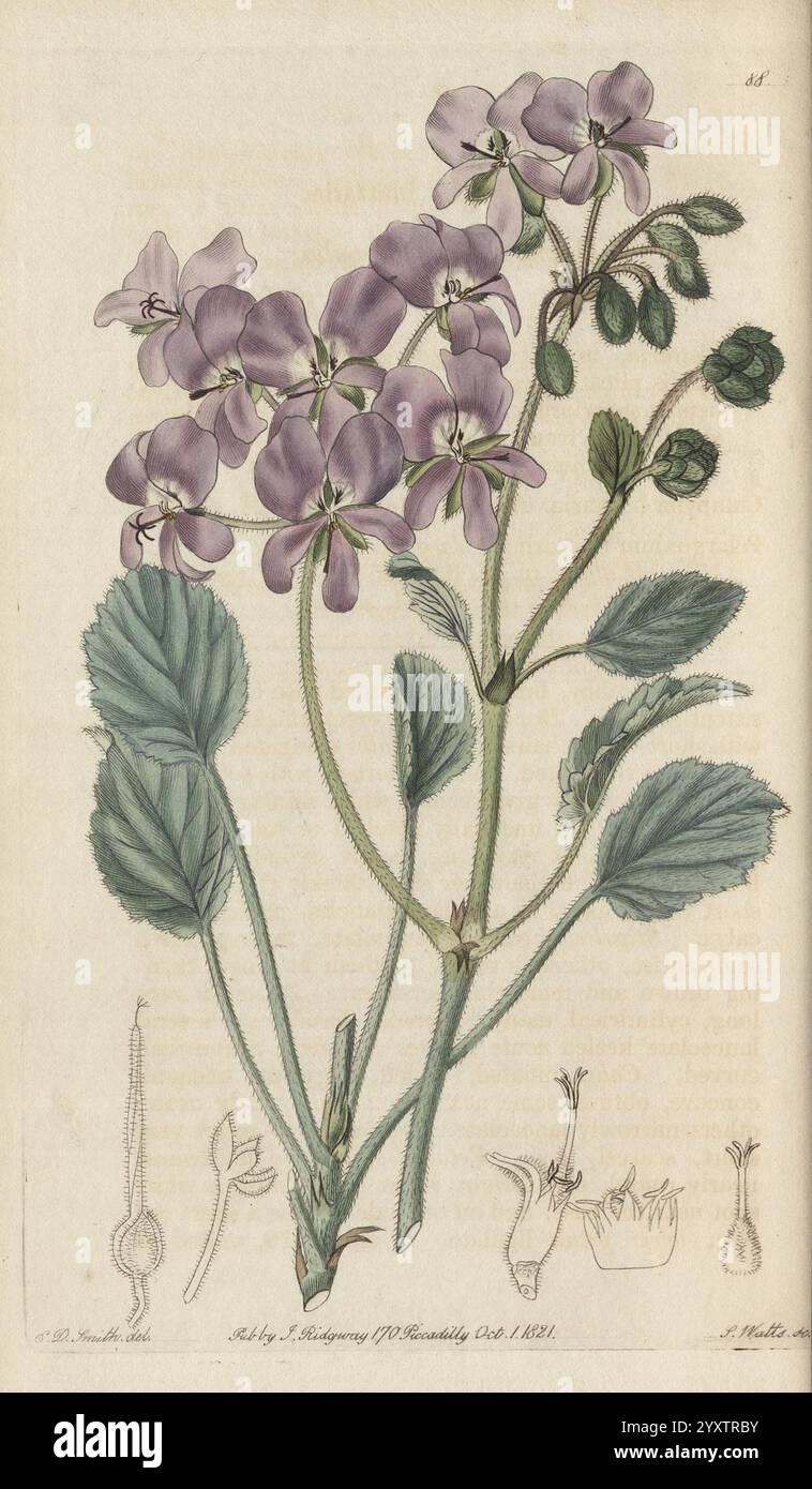Geraniaceae, London, Printed for James Ridgway, Piccadilly, 1820-1830 ...