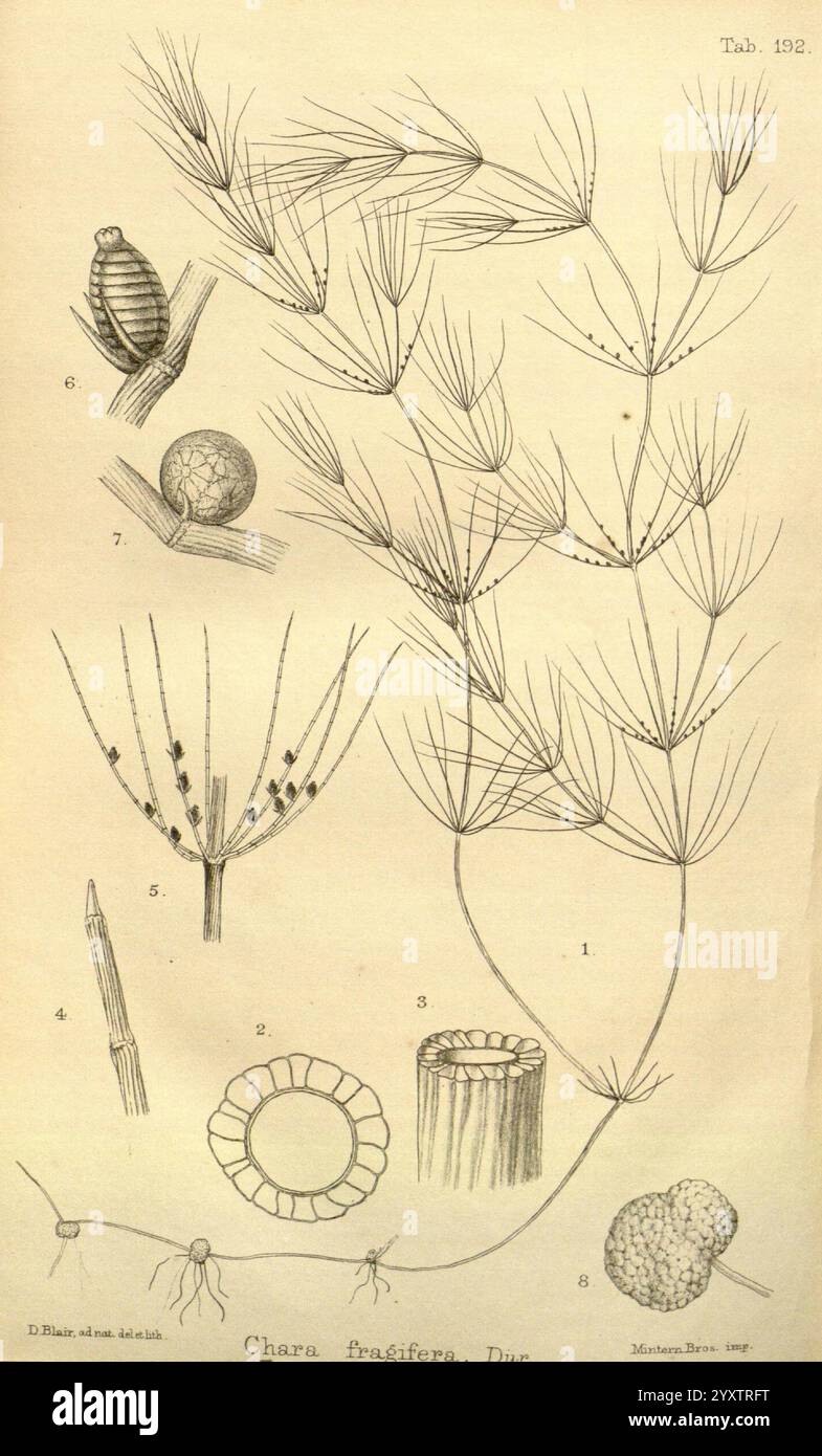 Structural characteristics of various plant forms hi-res stock ...
