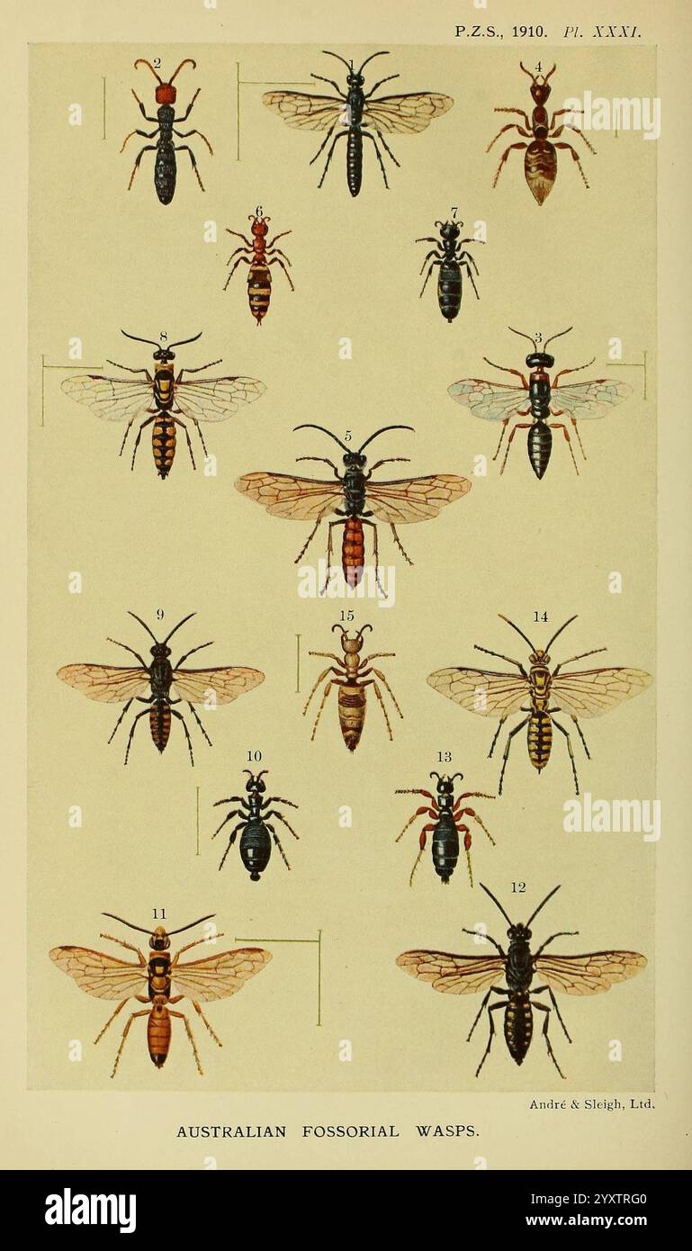 Australian fossorial wasps hi-res stock photography and images - Alamy
