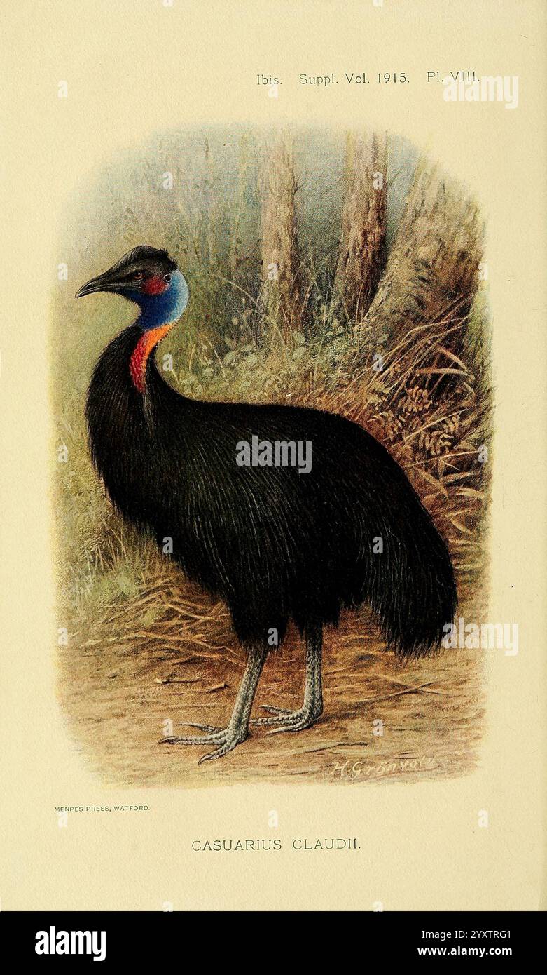 Red named ibis hi-res stock photography and images - Alamy