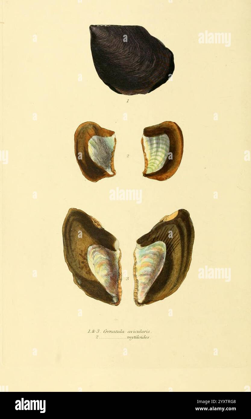 Illustration features two depictions hi-res stock photography and ...