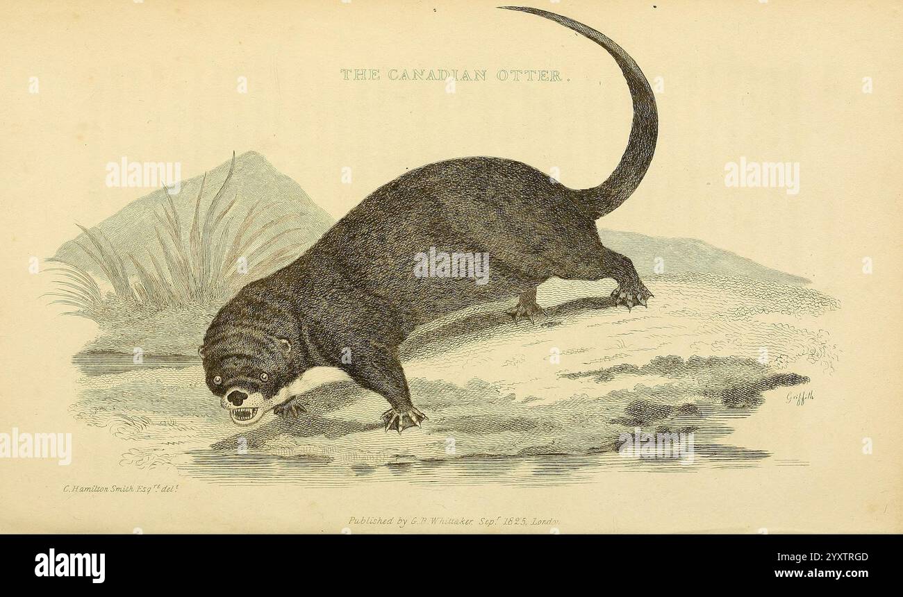 Otter thrives hi-res stock photography and images - Alamy