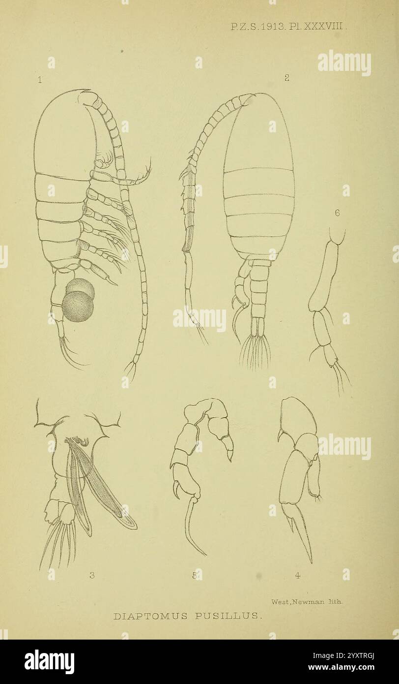 Specialized body segments hi-res stock photography and images - Alamy