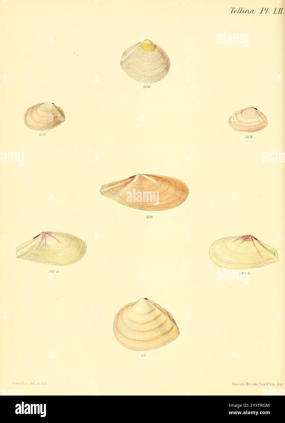 Conchologia iconica, or Illustrations of the shells of molluscous ...