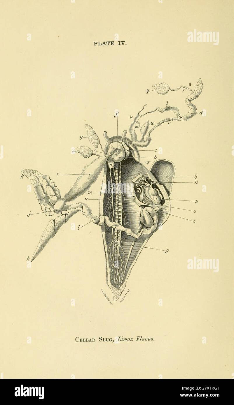 Forms of animal life, Oxford, Clarendon press, 1870, slug, zoology ...