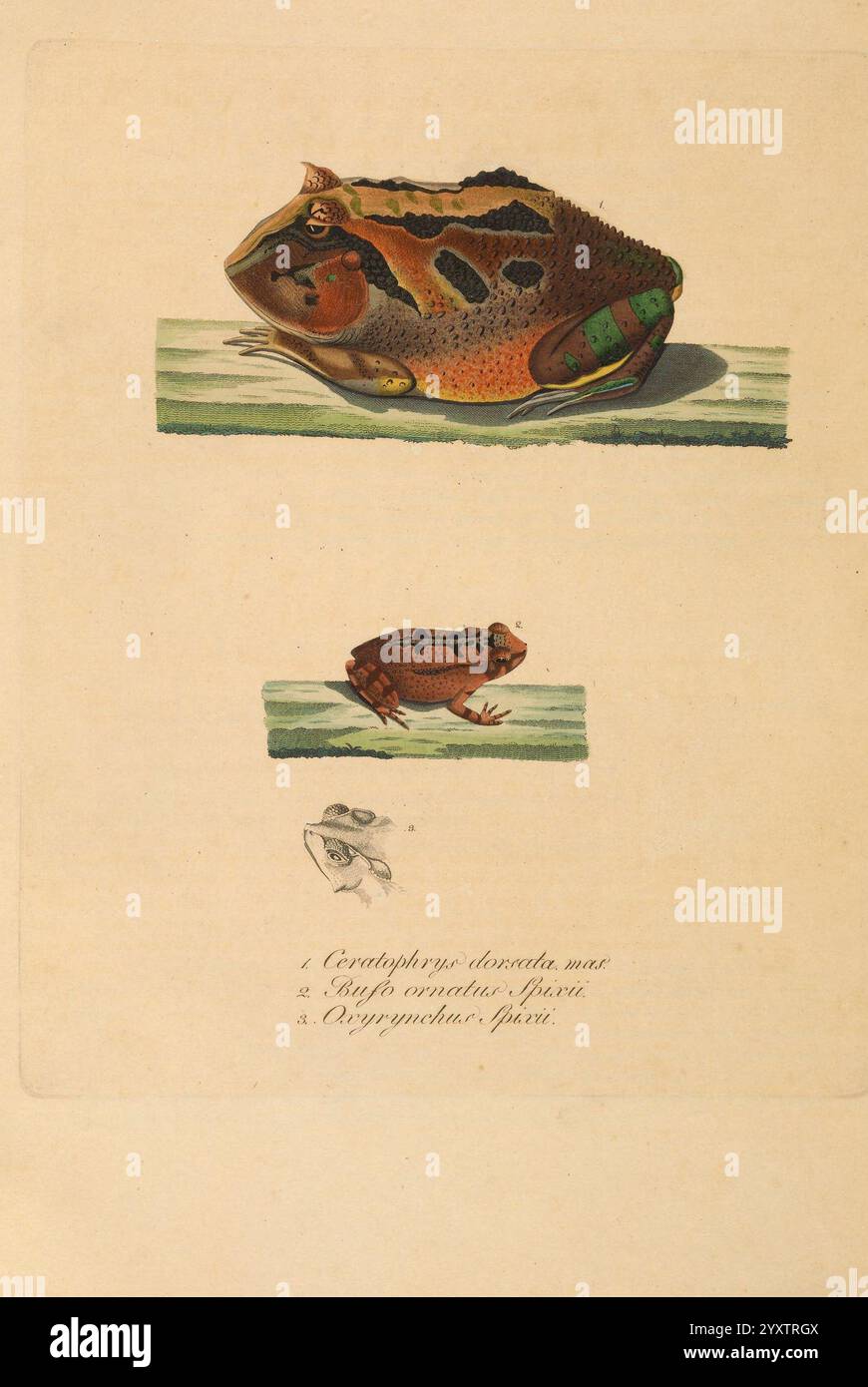 Simpler brown hi-res stock photography and images - Alamy