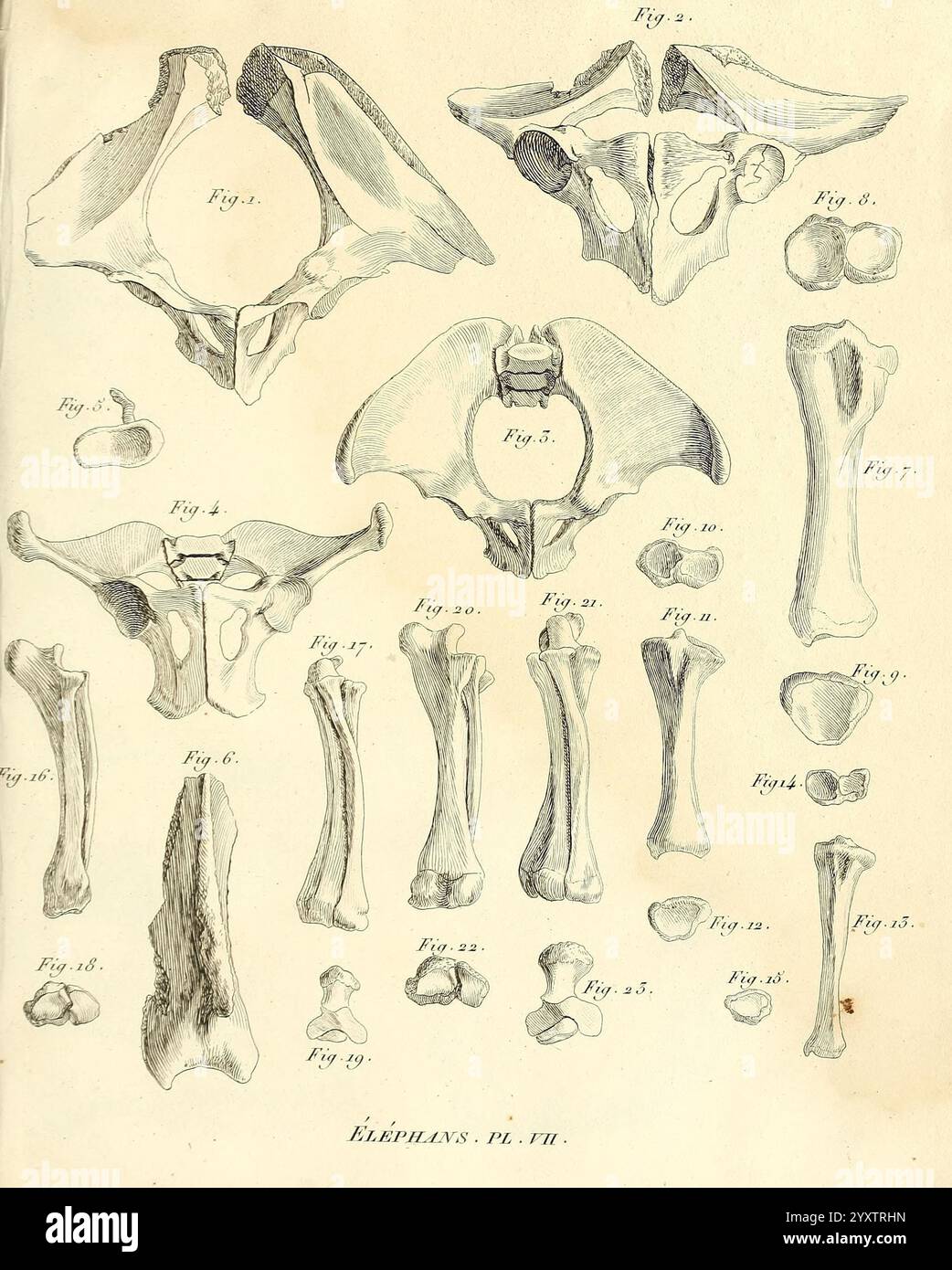 Recherches sur les ossemens fossiles de quadrupèdes Paris Deterville ...