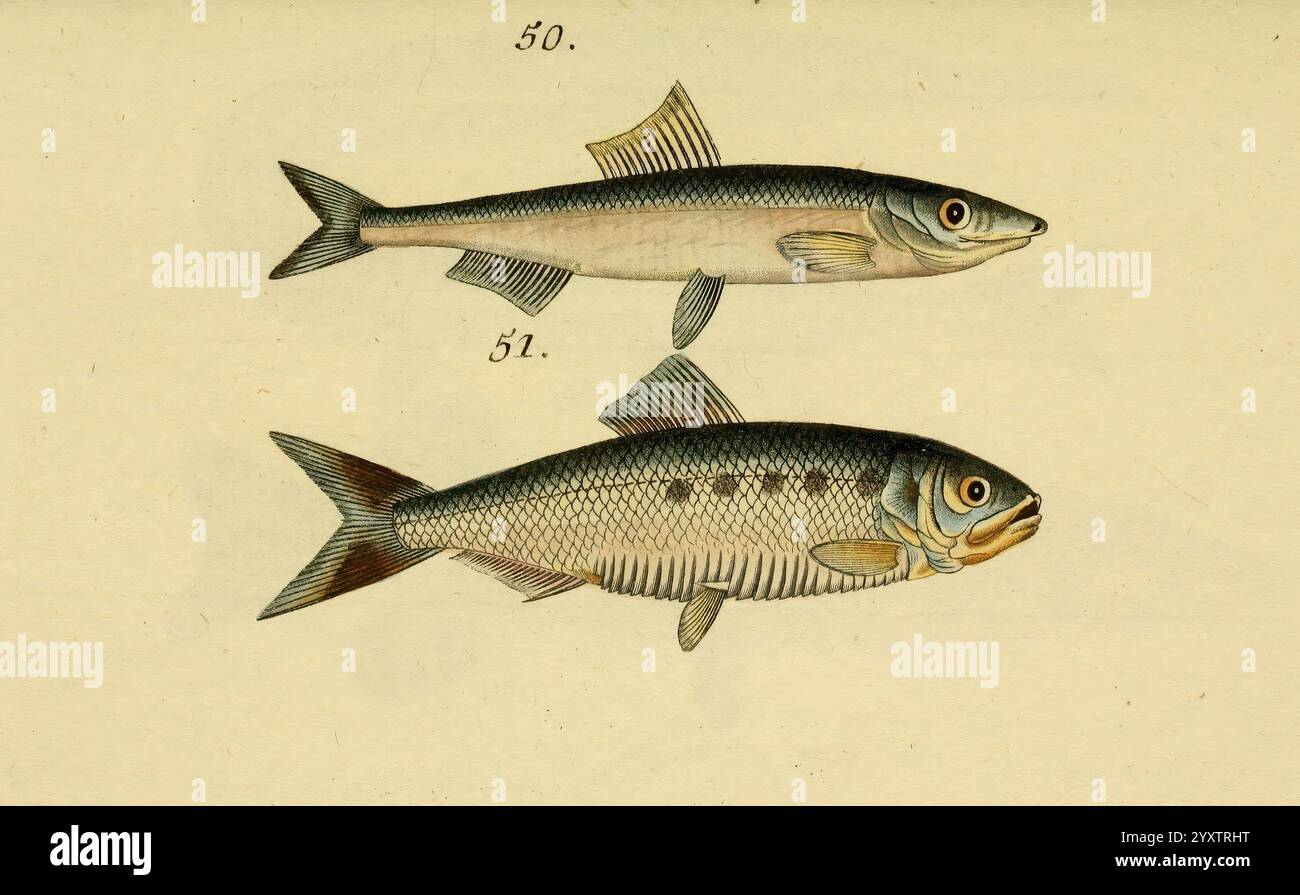 Streamlined fish exhibits hi-res stock photography and images - Alamy