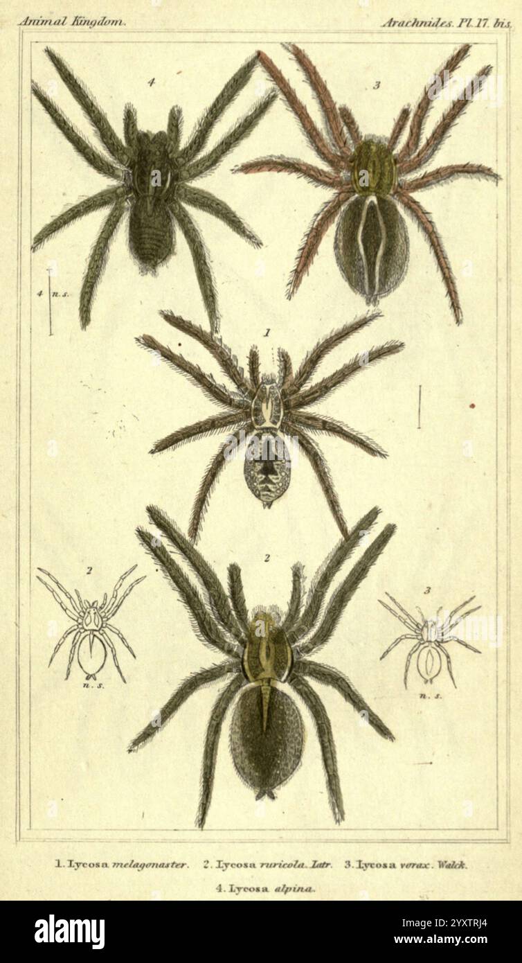 The animal kingdom Arranged according to its organization London G ...