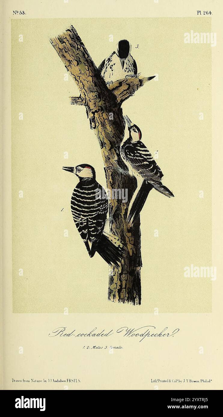 Third woodpecker hi-res stock photography and images - Alamy