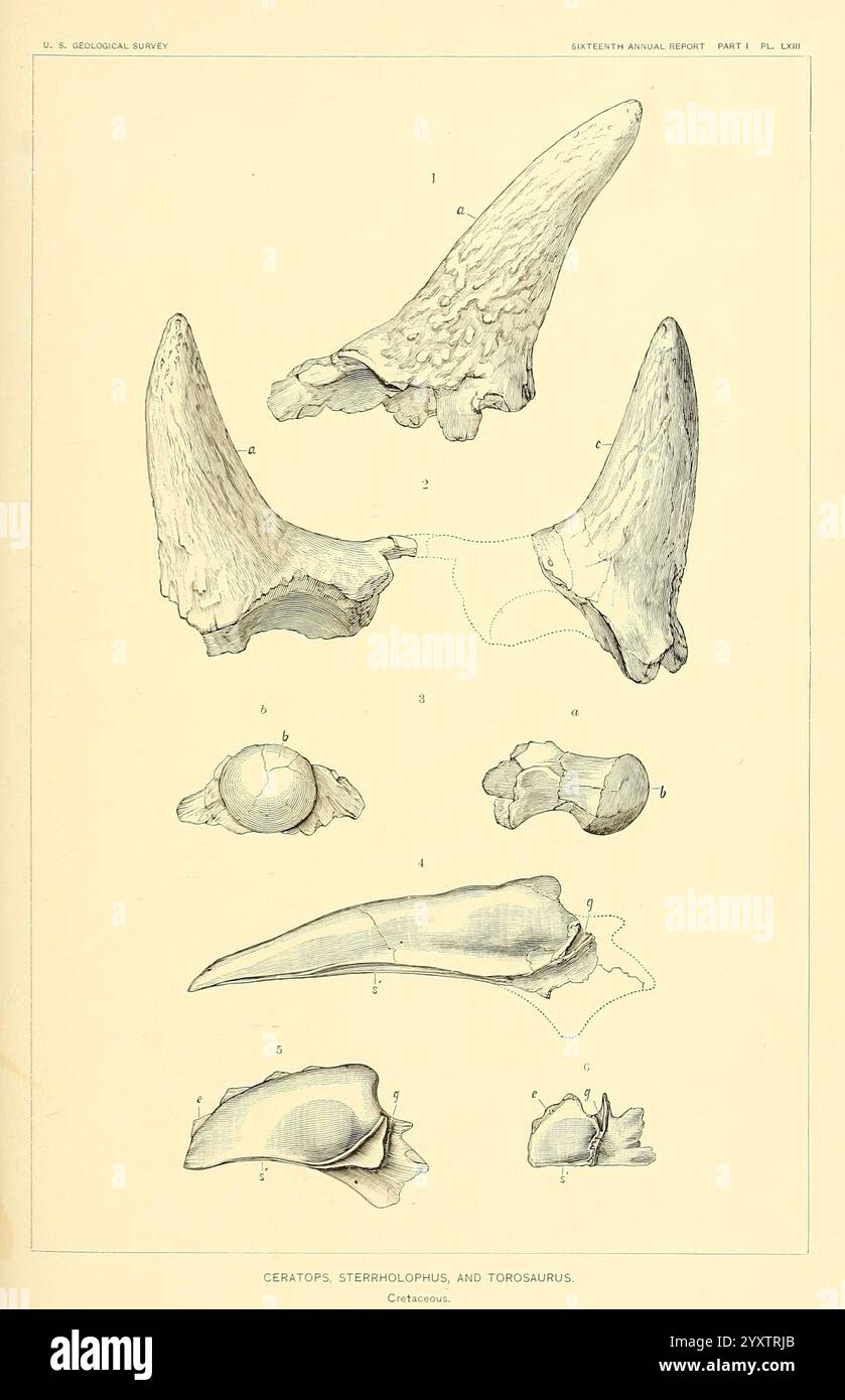 The dinosaurs of North America, Washington, Govt. Print, 1896 ...