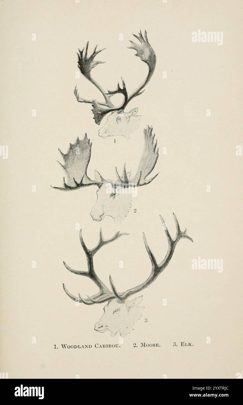 Four-footed Americans and their kin, New York, Macmillan, 1898, t.p ...