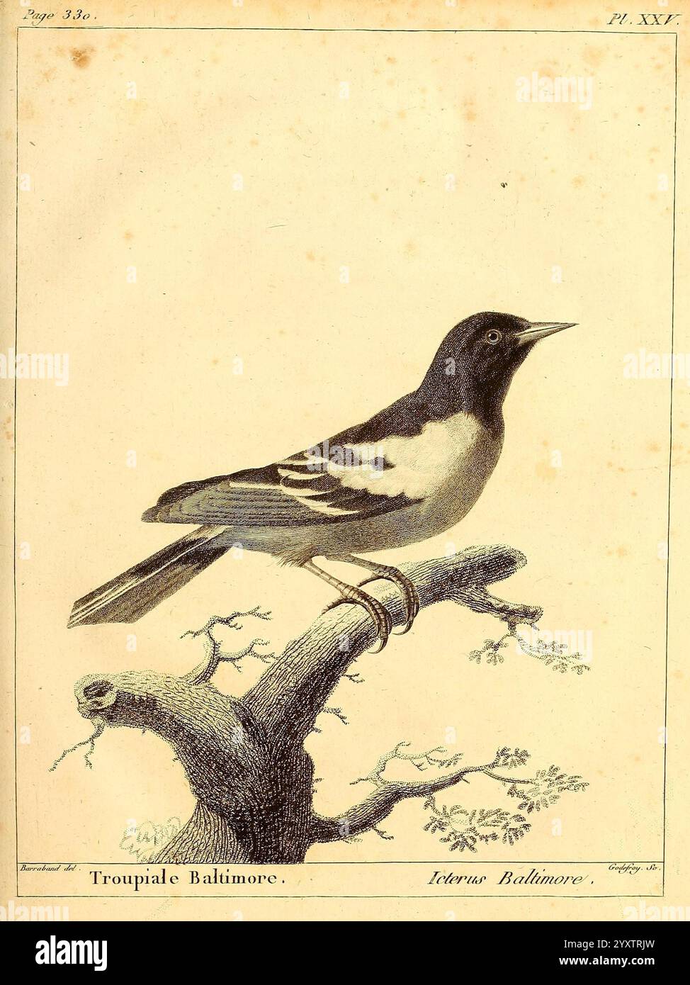 Pictorial works icterus galbula hi-res stock photography and images - Alamy