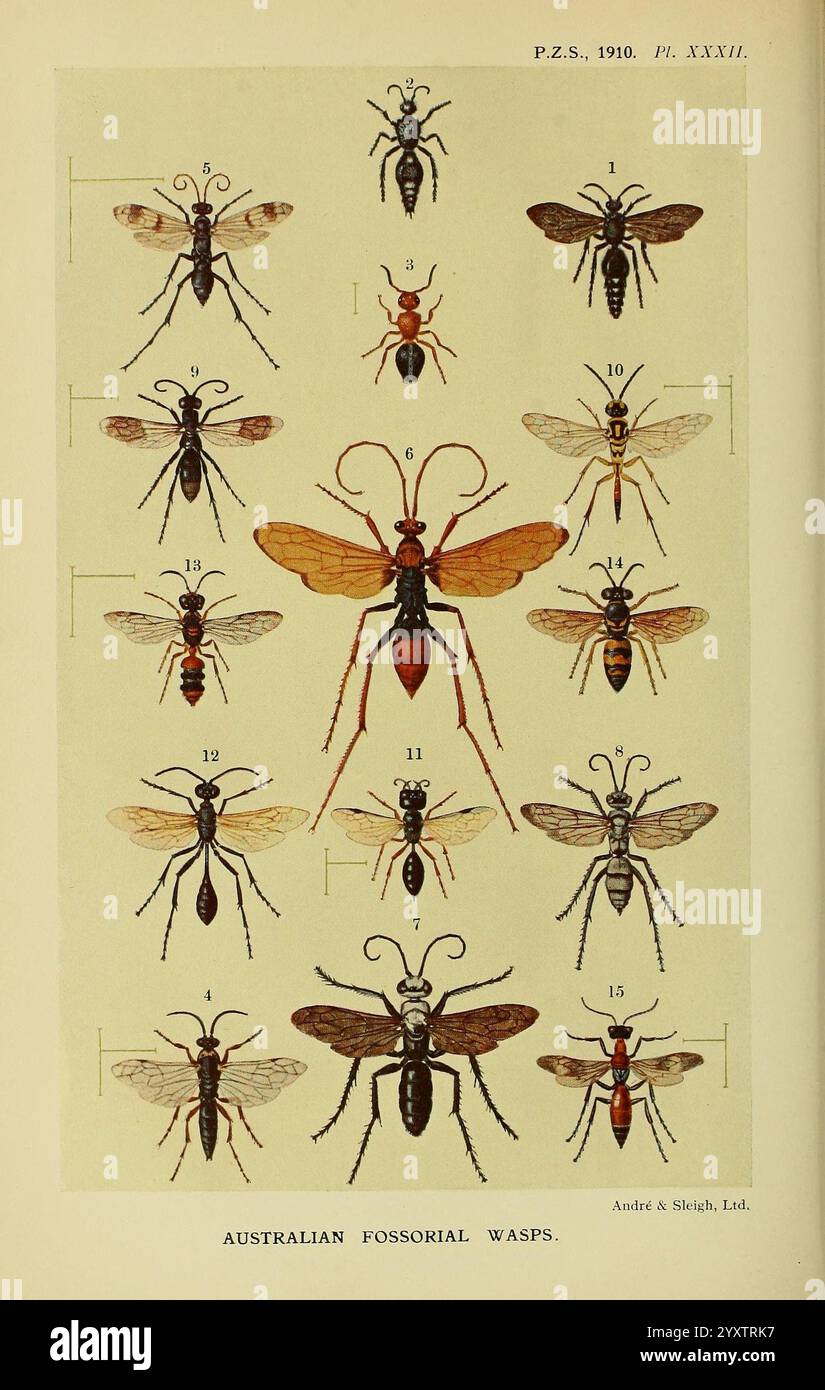 Fossorial wasp family hi-res stock photography and images - Alamy