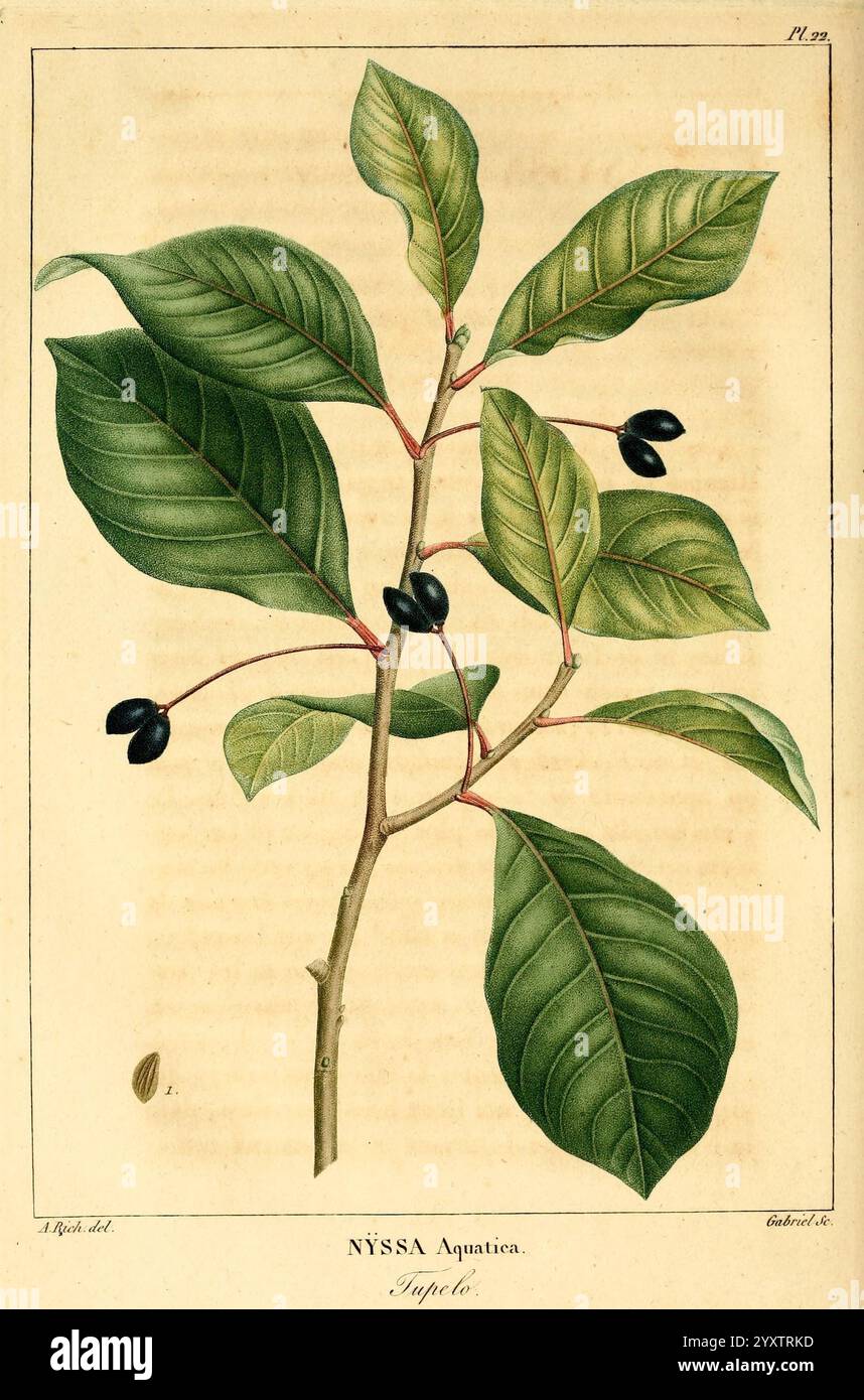 Histoire des arbres forestiers de l'Amérique septentrionale, Paris, L ...
