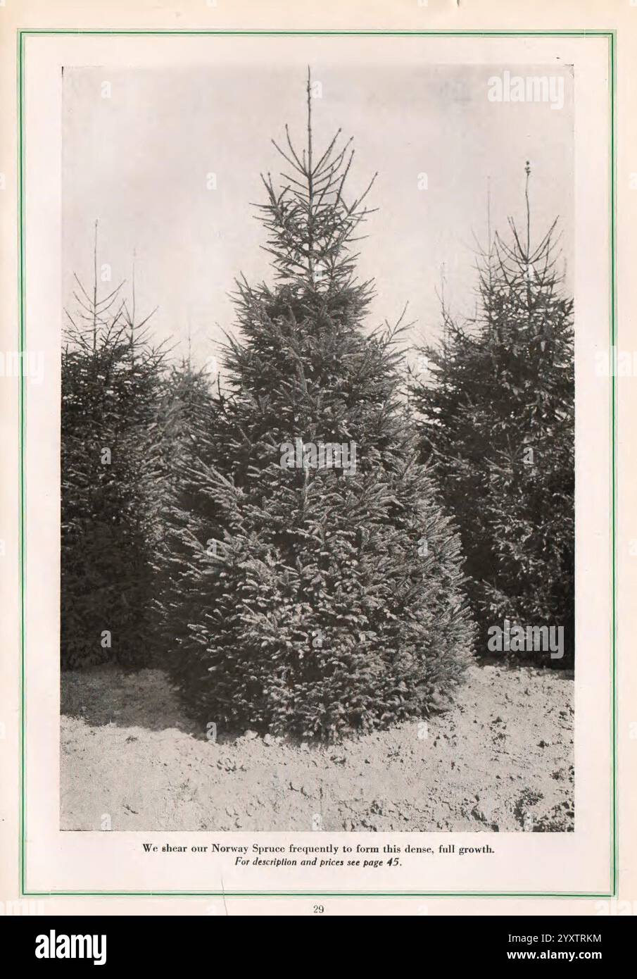 Ornamental trees, Trees, New York State, Catalogs, Norway Spruce ...