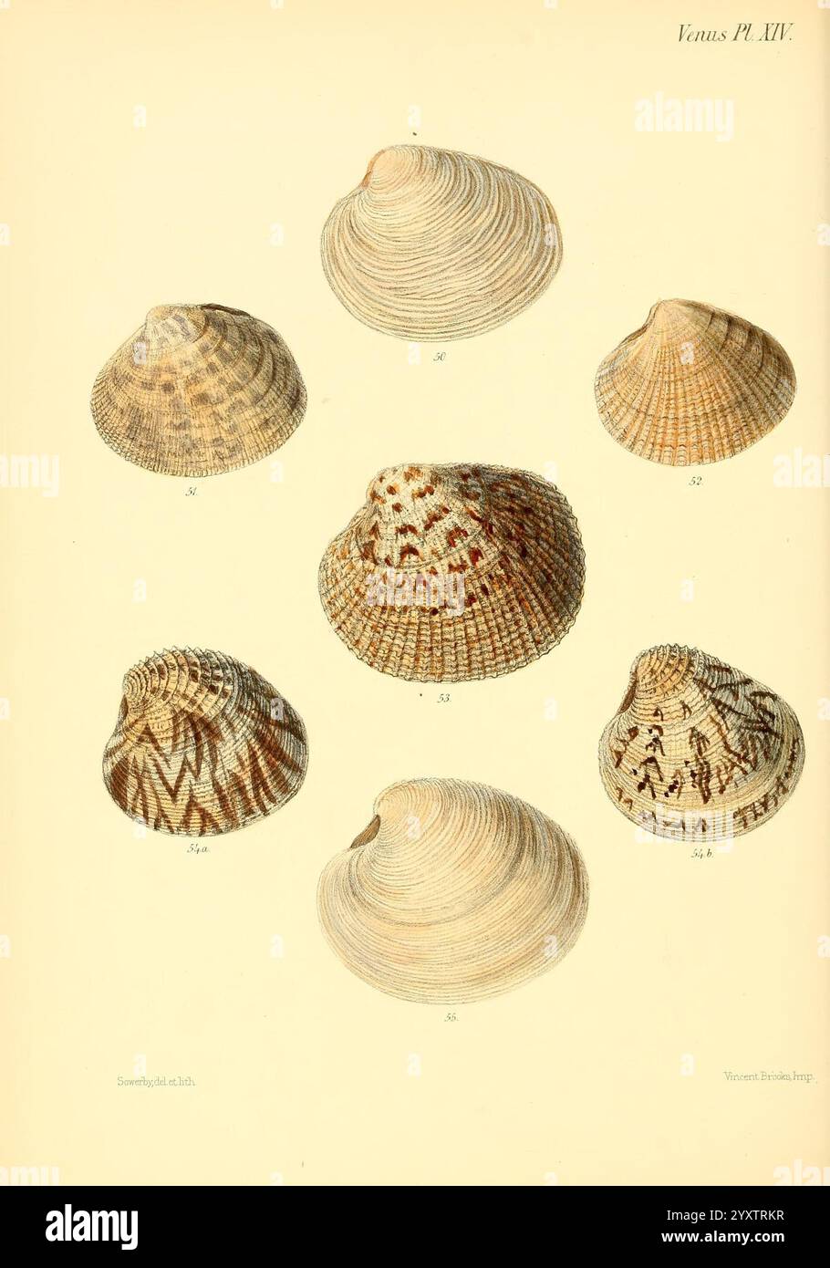 Include various species hi-res stock photography and images - Alamy