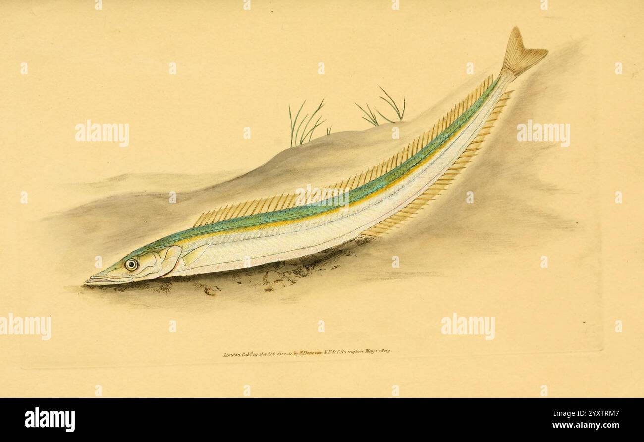 Distinguishing golden stripe runs hi-res stock photography and images ...