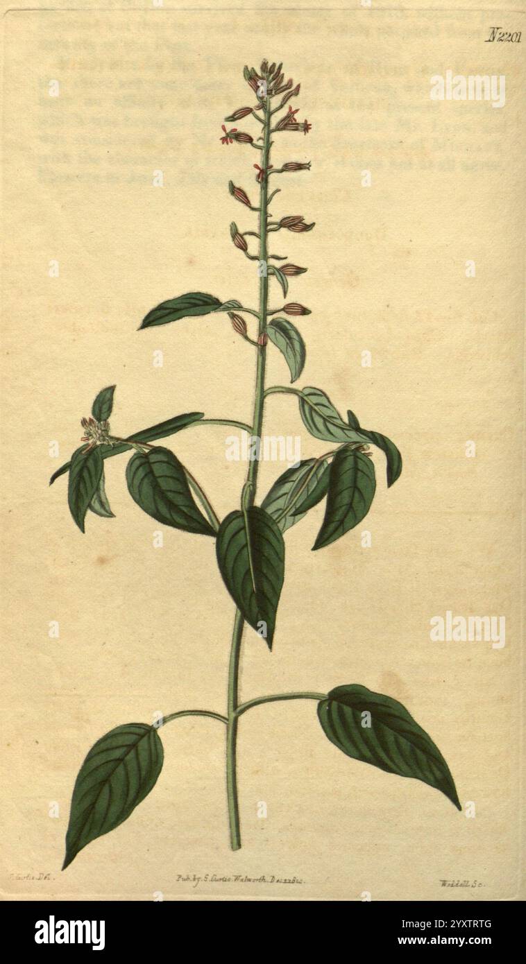 Curtis's Botanical Magazine London New York etc. botanical illustration ...