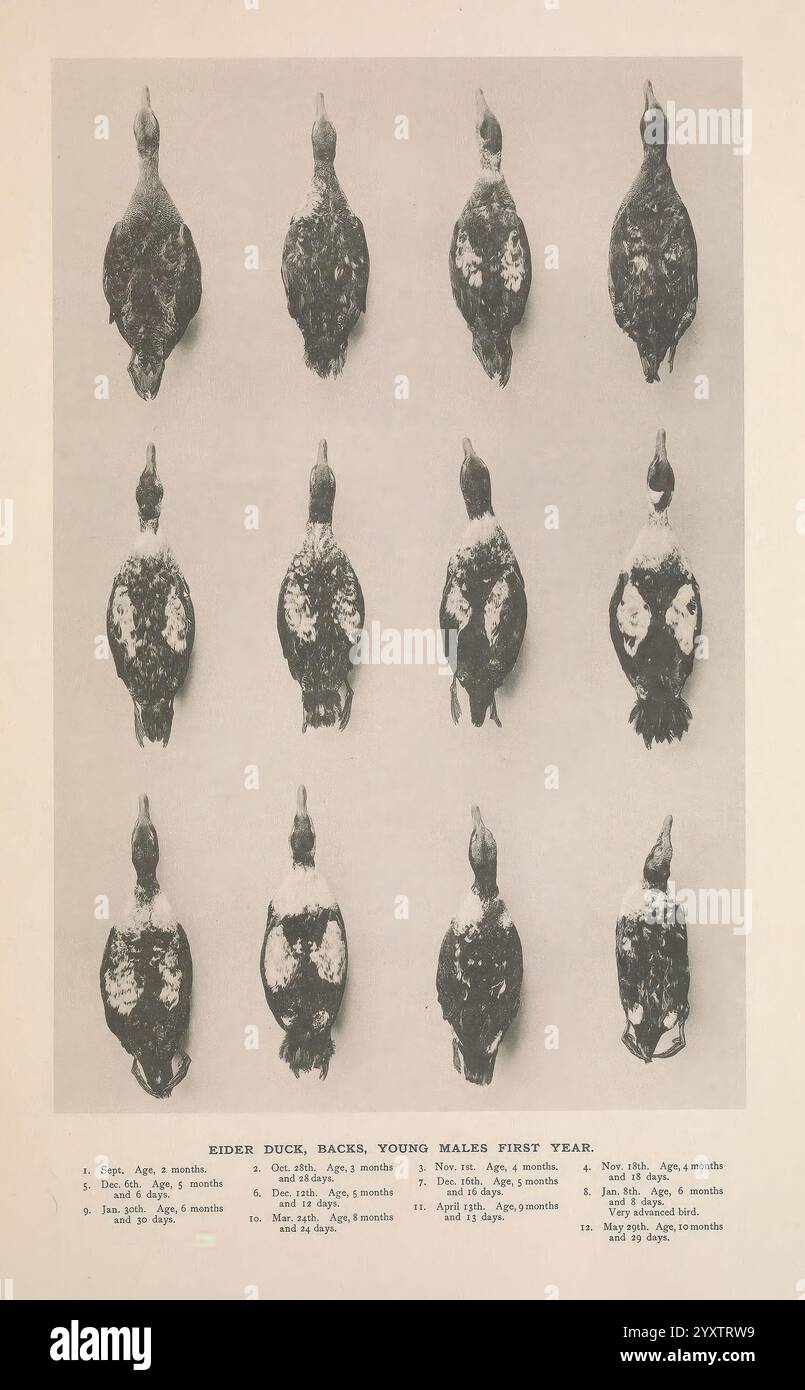 British diving ducks London Longmans Green and Co. 1913. birds ducks ...