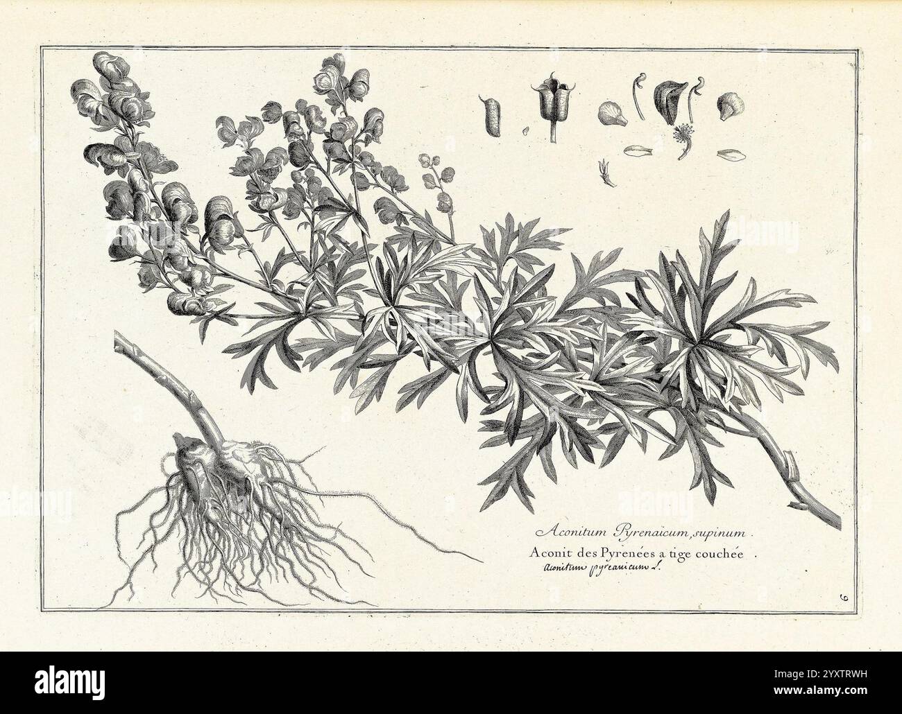 Gravees ordre roi louis xiv paris impr royale 1786 pictorial hi-res ...