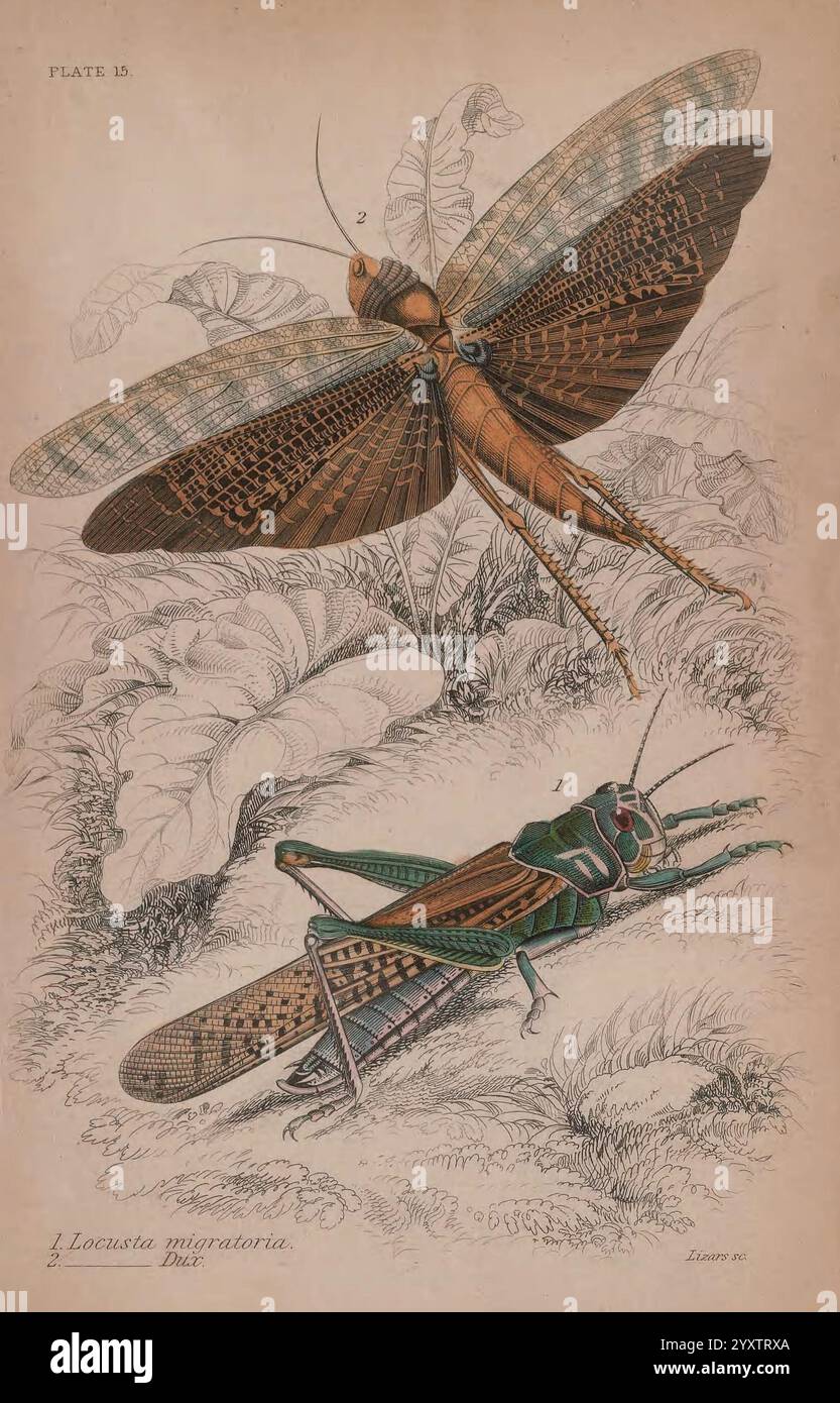 The naturalist's library, Edinburgh, W. H. Lizars, 1833-, Entomology ...