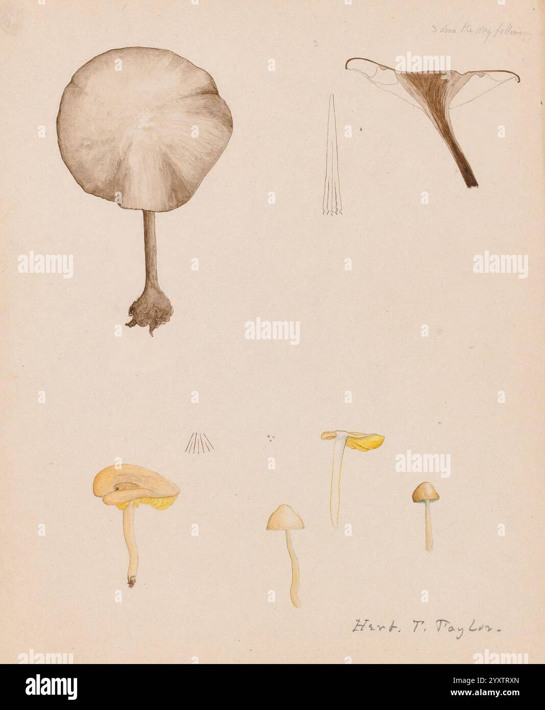 Several smaller mushrooms hi-res stock photography and images - Alamy