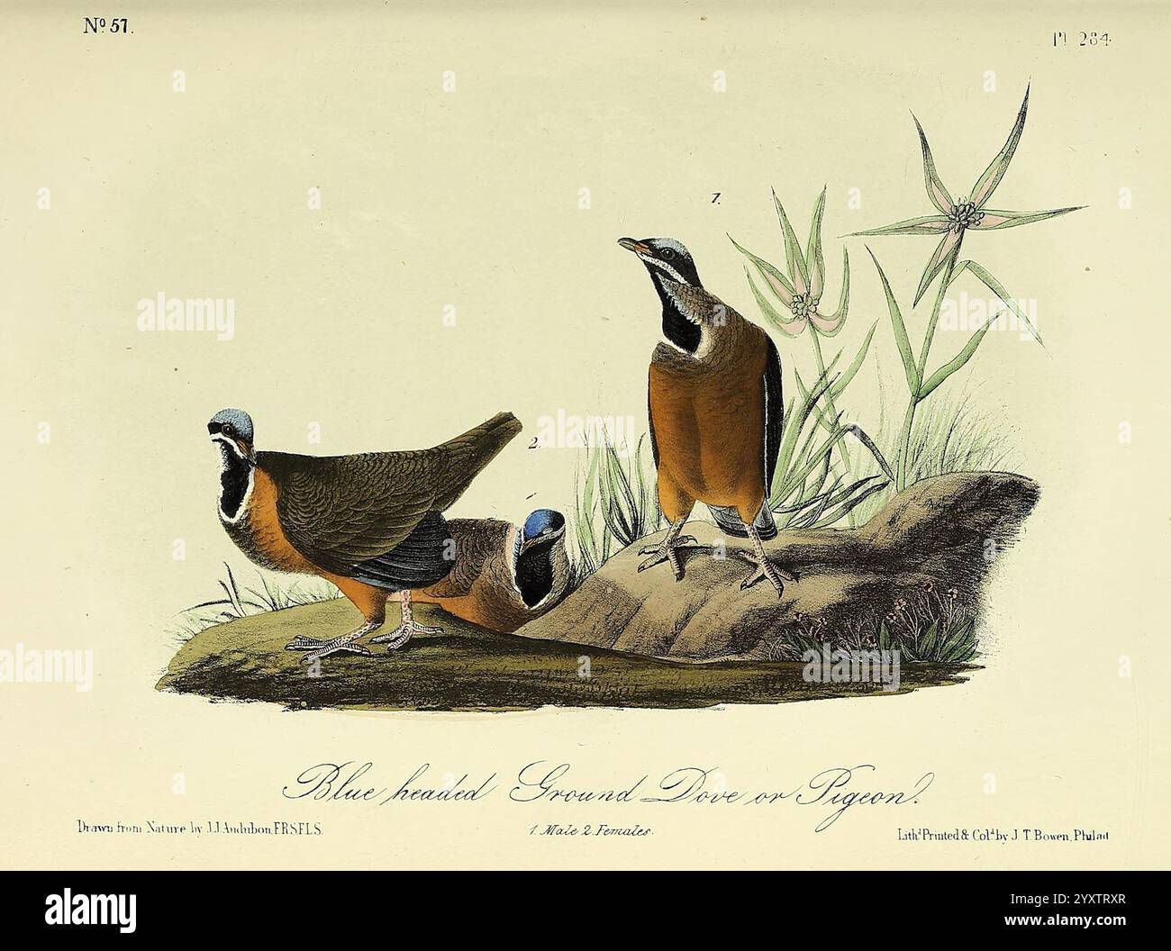 The, birds, of, America, New York, G, R, Lockwood, 1871, c1839, birds ...