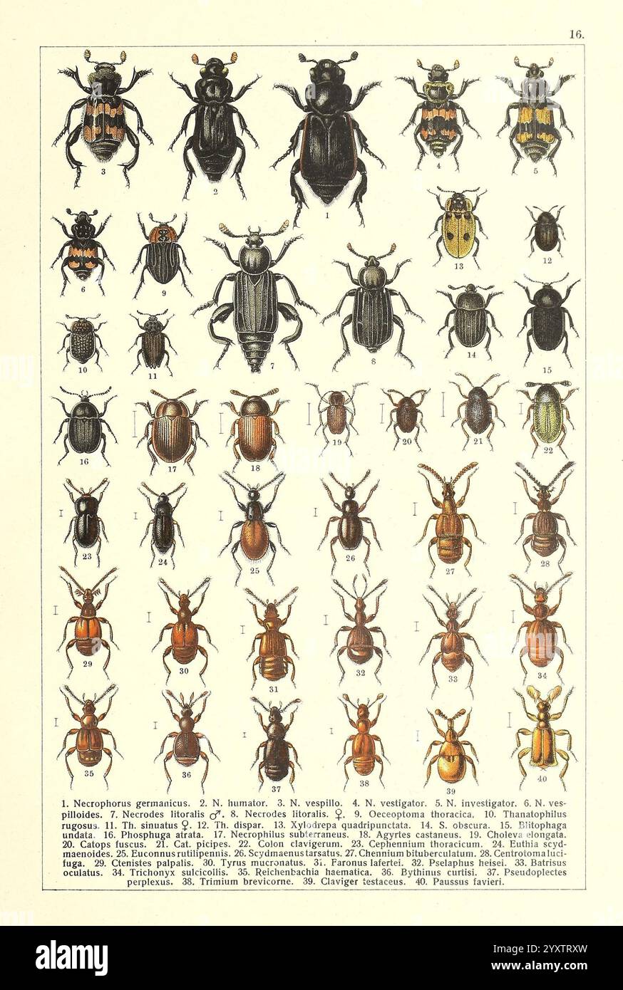Different beetle varieties hi-res stock photography and images - Alamy