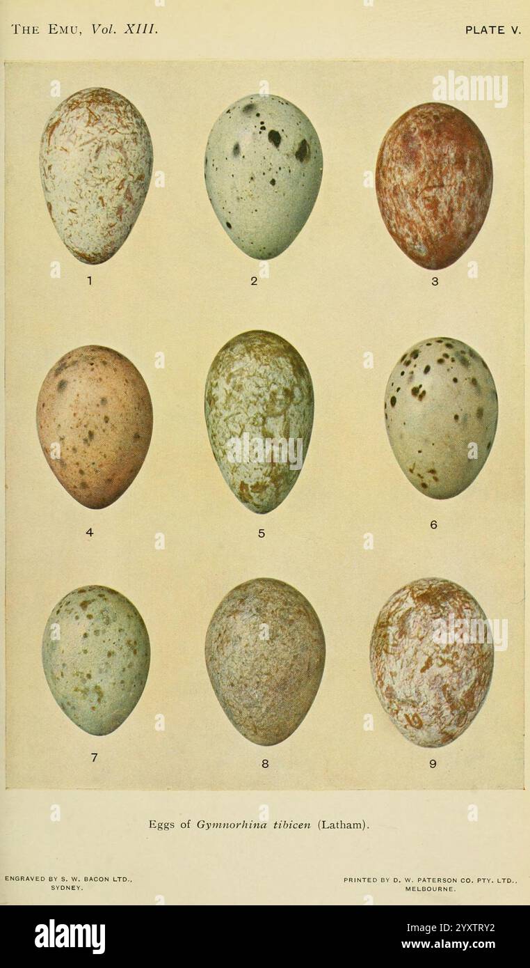 Nine different eggs hi-res stock photography and images - Alamy