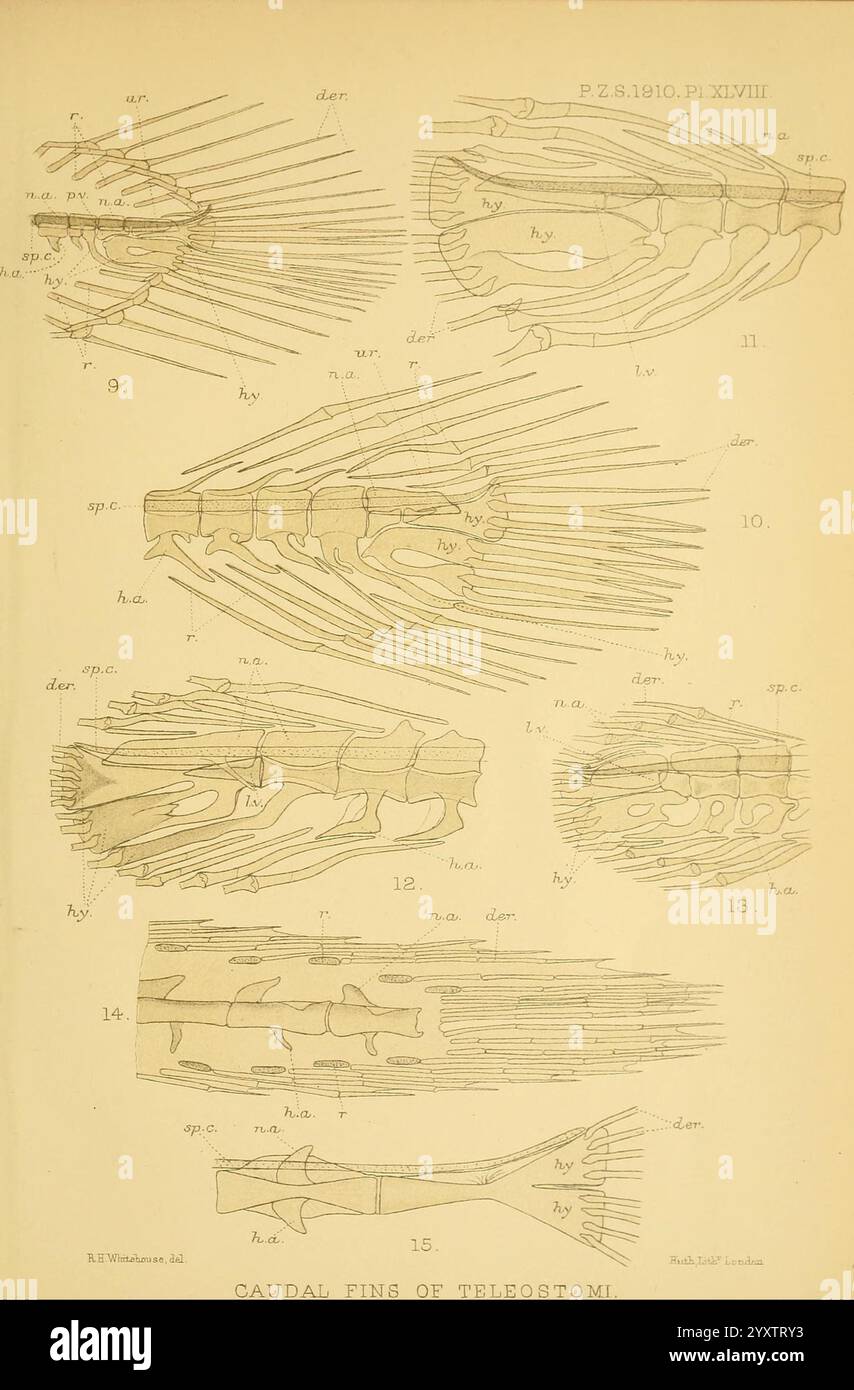 Fin morphology across hi-res stock photography and images - Alamy