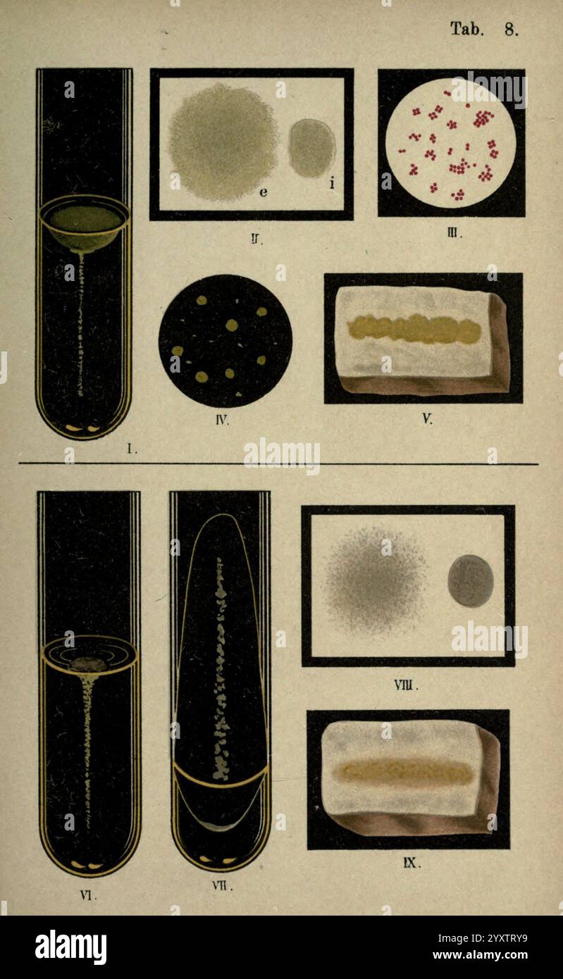 Atlas and essentials of bacteriology, New York, William Wood & Co, 1897 ...