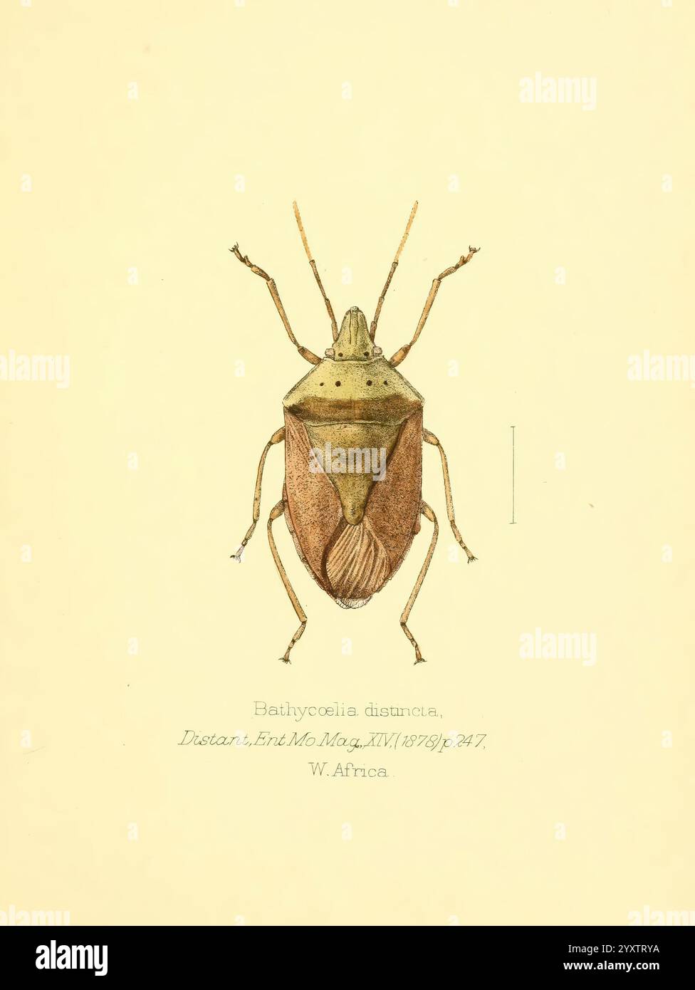 Aid to the Identification of Insects London, E.W. Janson, 1880-90 ...