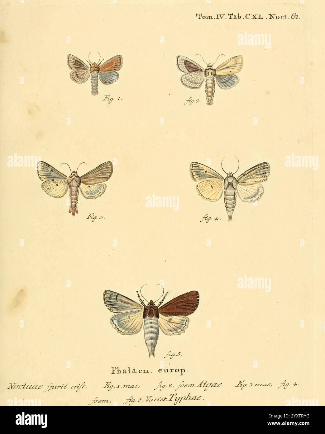 Detailed illustration features five distinct moth species hi-res stock ...