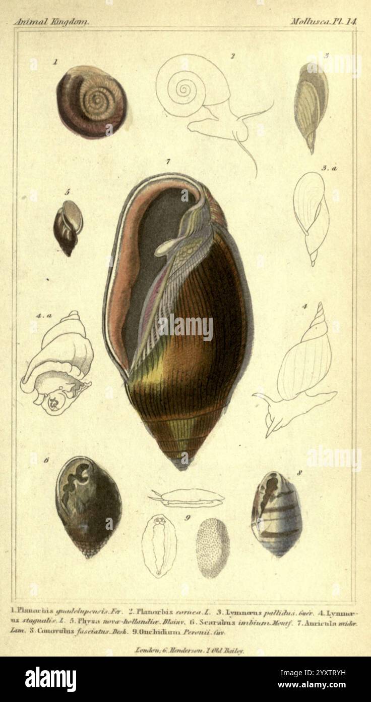 Detailed renderings invite hi-res stock photography and images - Alamy