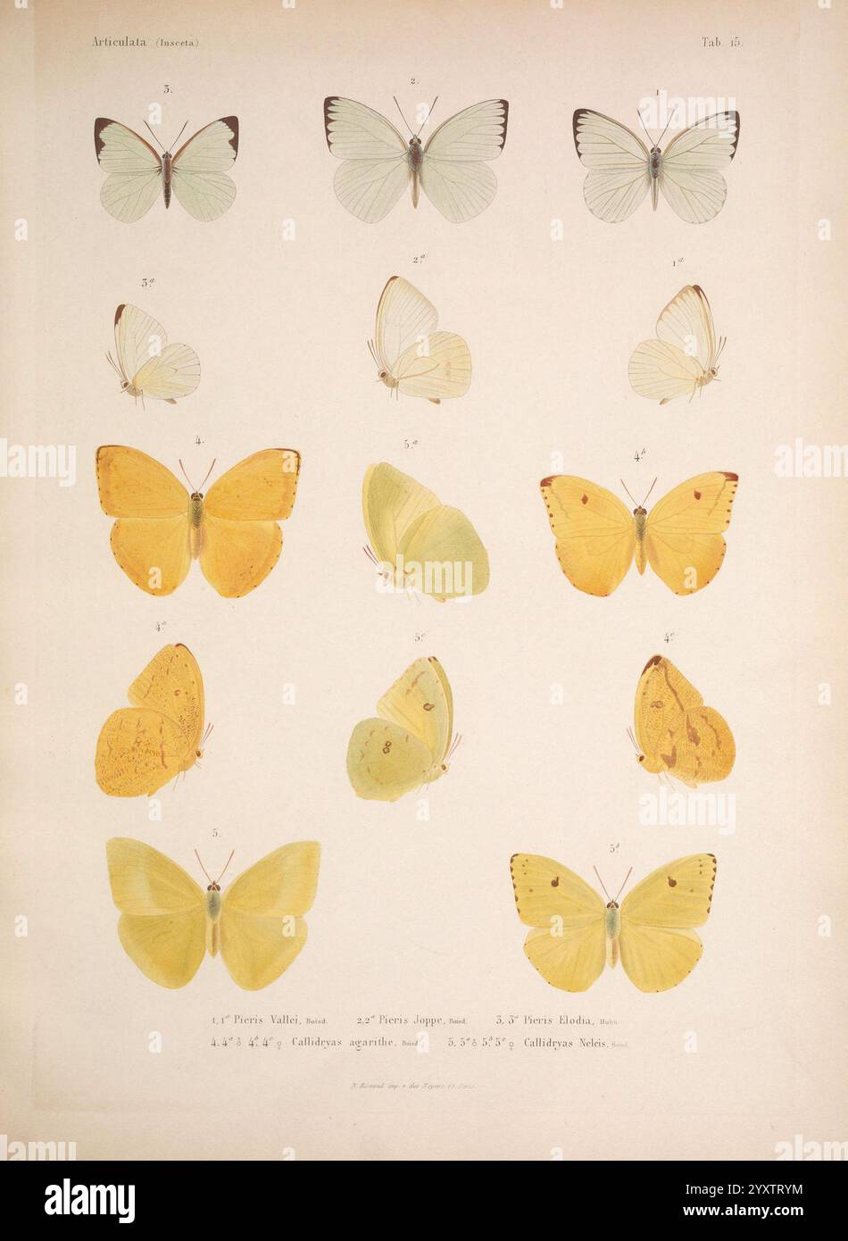 Pieris elodia hi-res stock photography and images - Alamy