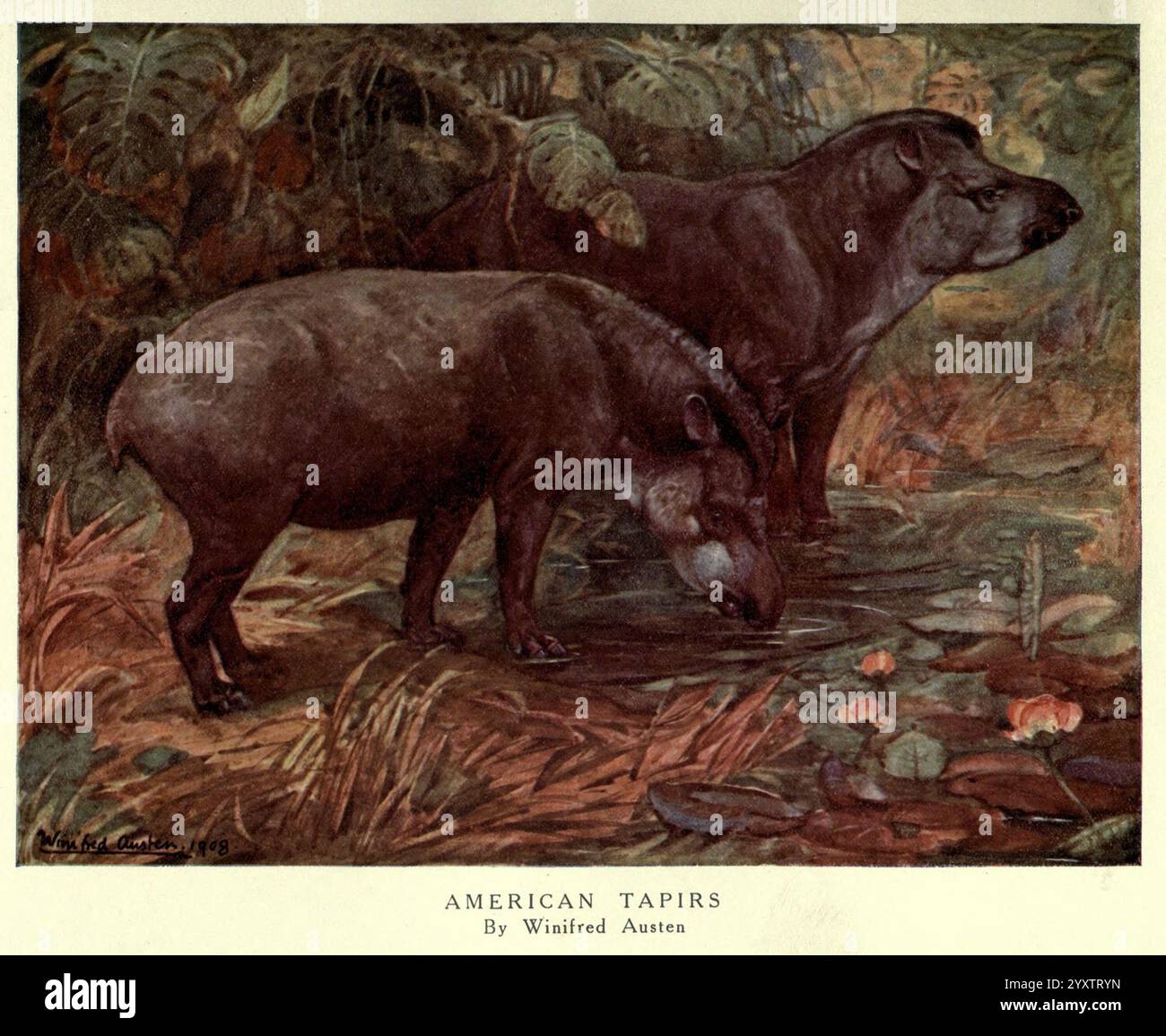 Brazilian hist hi-res stock photography and images - Alamy