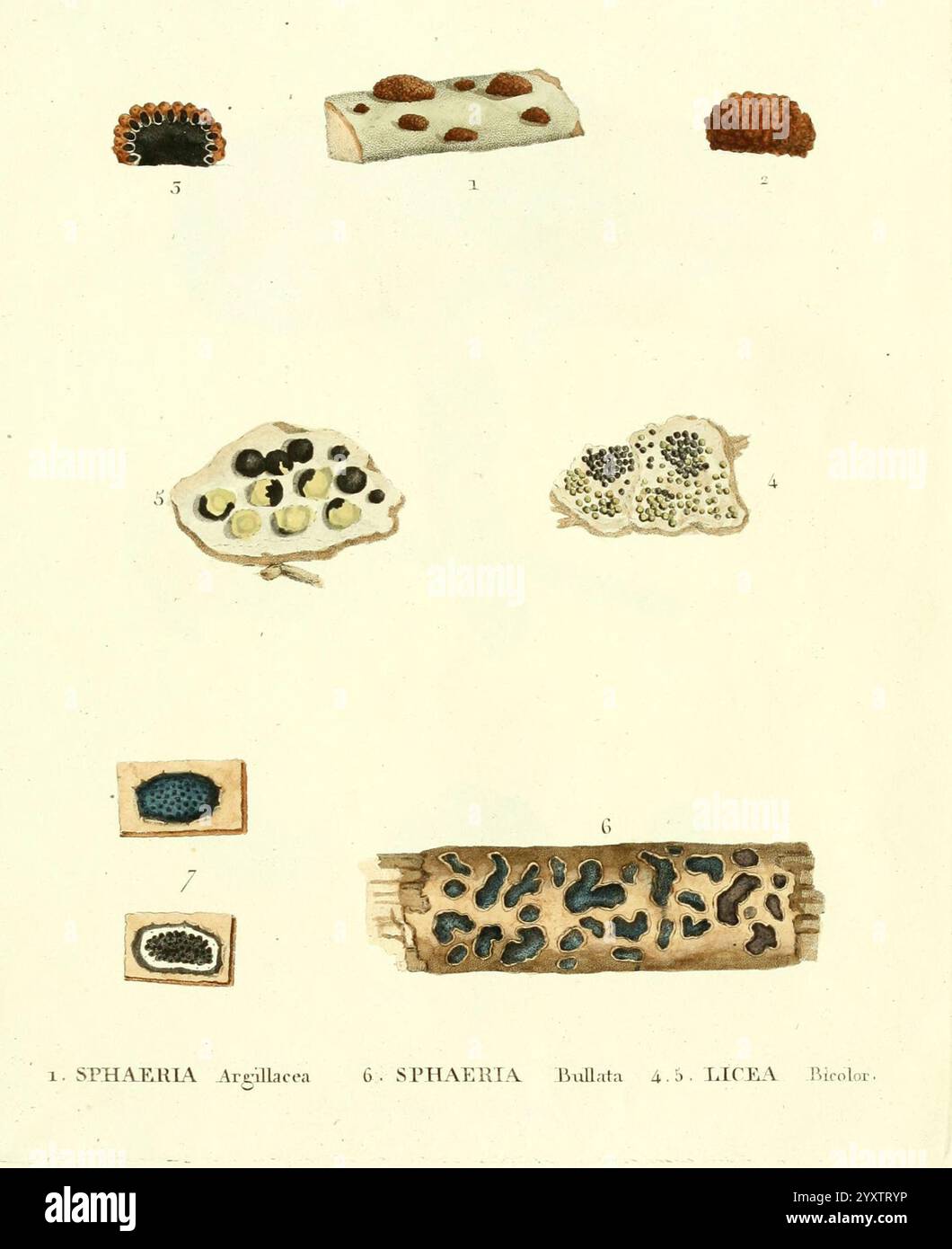 Top row presents three distinct shapes hi-res stock photography and ...