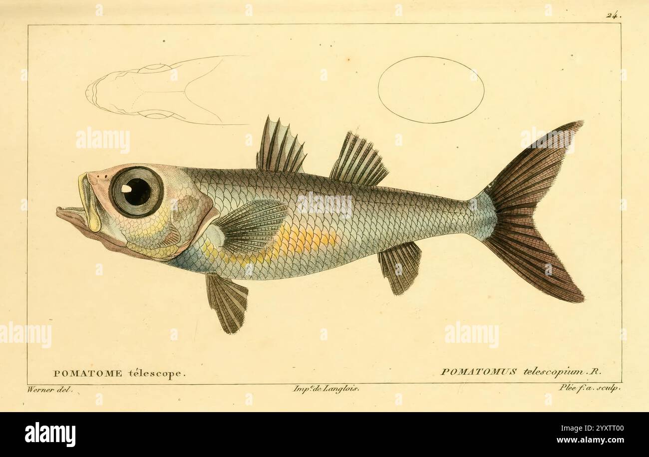 Fishs prominent eye hi-res stock photography and images - Alamy