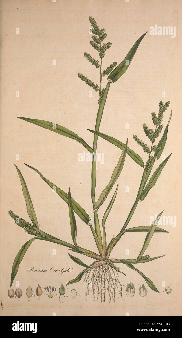 Flora Londinensis, or Plates and descriptions of such plants as grow ...