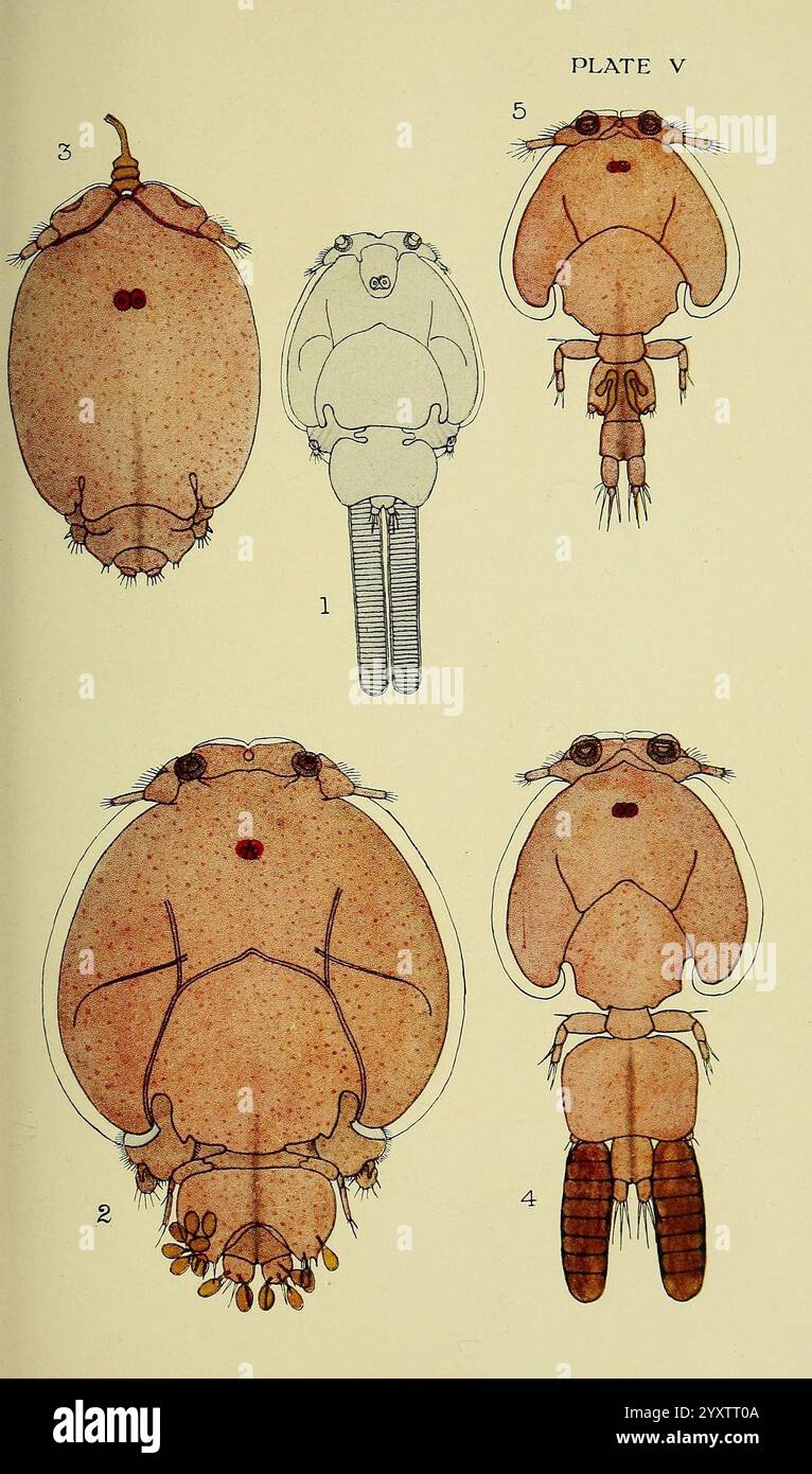 The British Parasitic Copepoda, London, 1913, Great Britain, Parasites ...