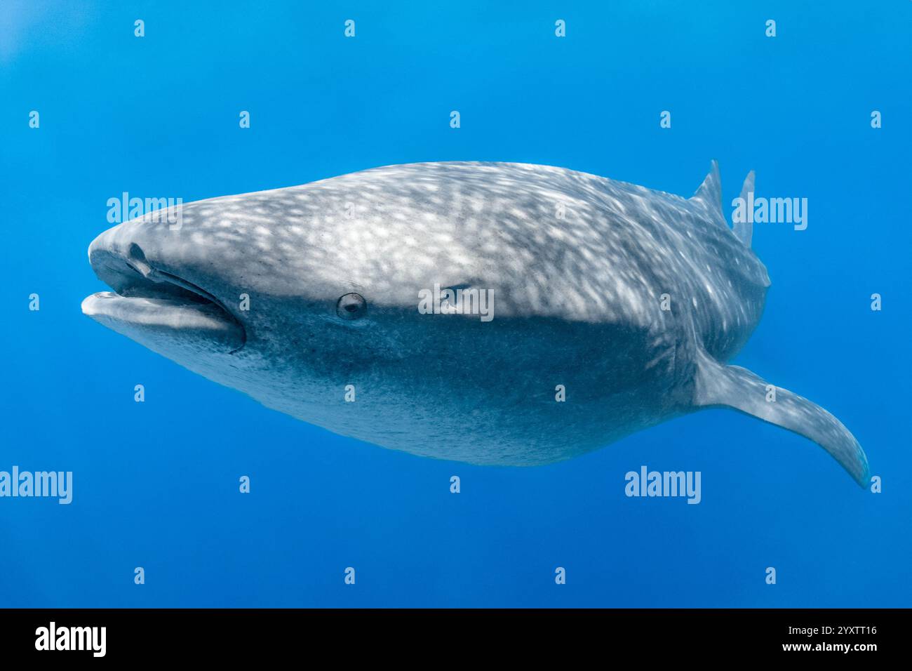 whale shark, Rhincodon typus, Isla Mujeres, Mexico, Gulf of Mexico ...
