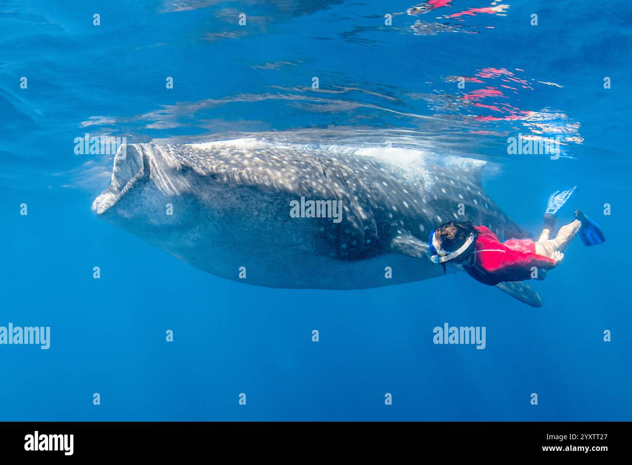 whale shark, Rhincodon typus, feeding on plankton, and snorkeler, Isla ...